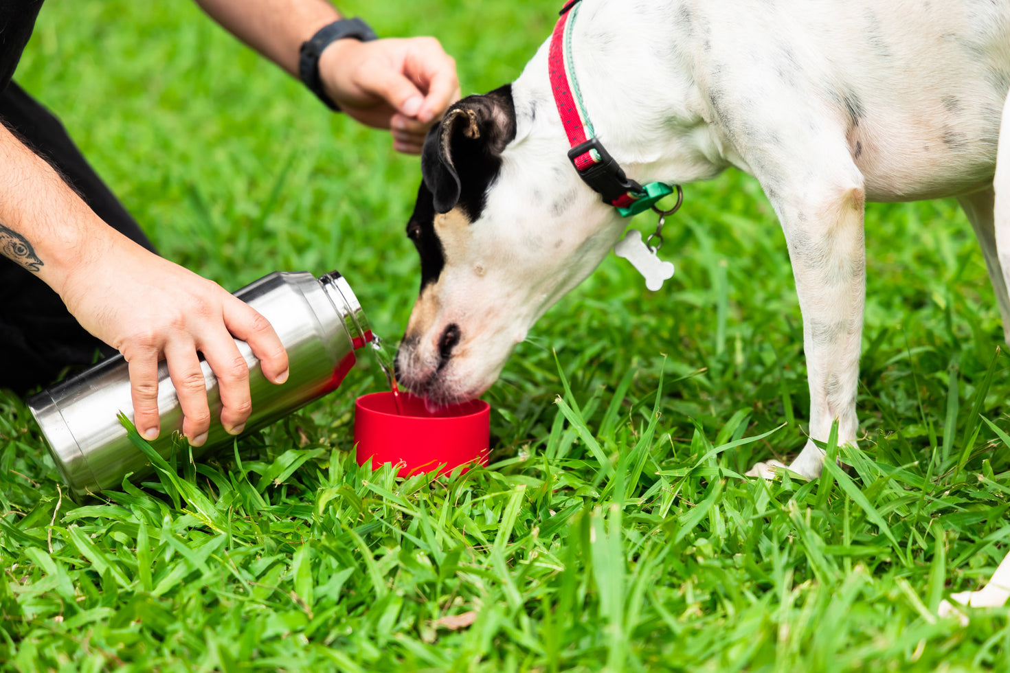 32 oz Growler Bottle w/Silicone Bowl – Gordon Sinclair